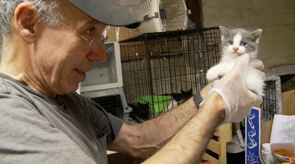 Watch a Clip from the New Documentary "The Cat Rescuers," Premiering at ...