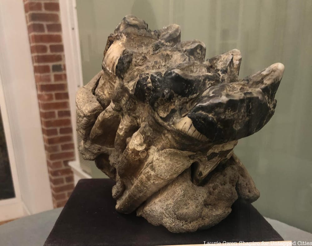 See a Mastodon Tooth Found in NYC at the Staten Island Museum ...