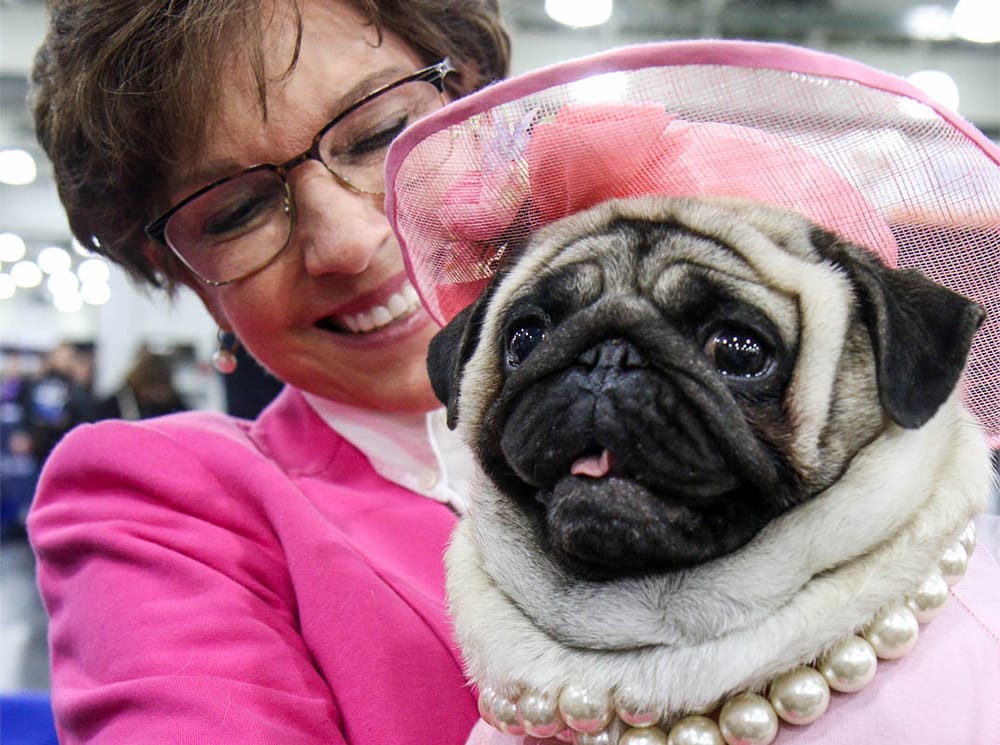 Photos: Meet the Dogs and Cats of the American Kennel Club’s Meet the ...
