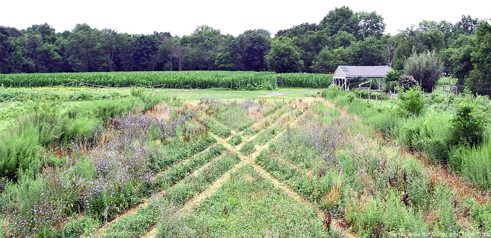 Queens County Farm Reopens with New Public Art Installation - Untapped ...