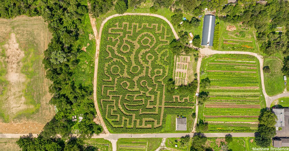 At NYC's Only Corn Maze, Get Lost in Van Gogh's Sunflowers - Untapped ...