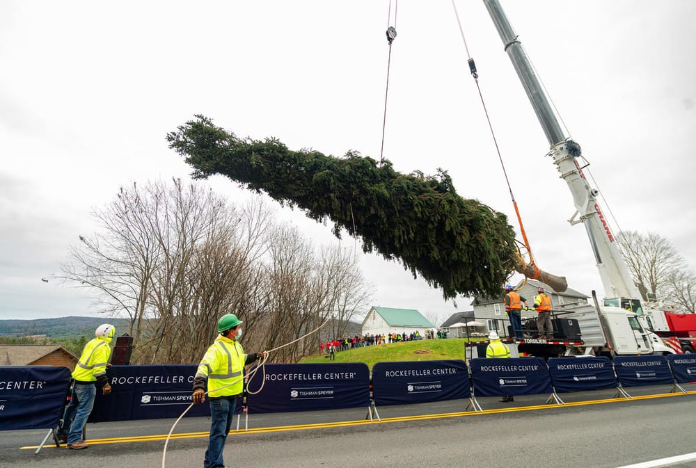 2020 Rockefeller Center Christmas Tree is Cut and Headed to NYC ...