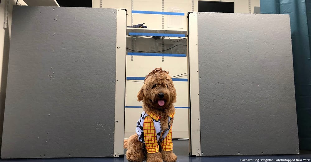 Inside Barnard's Dog Cognition Lab with Dr. Alexandra Horowitz ...