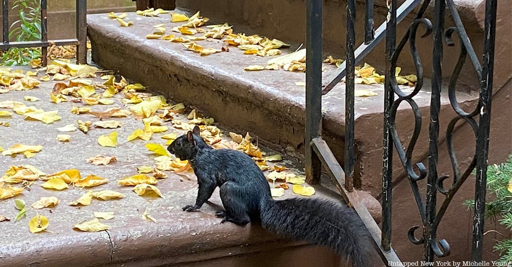 The Mysterious Black Squirrels of NYC - Untapped New York