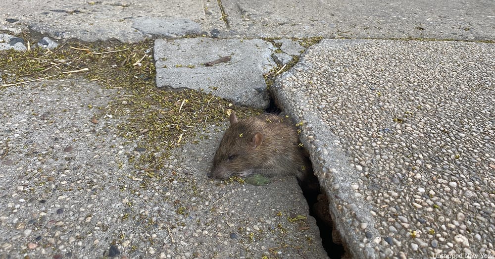 Wanted: Ruthless NYC Rat Hunter - Untapped New York