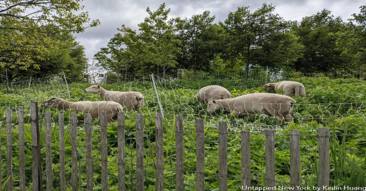 Meet The Sheep On Governors Island This Summer - Untapped New York