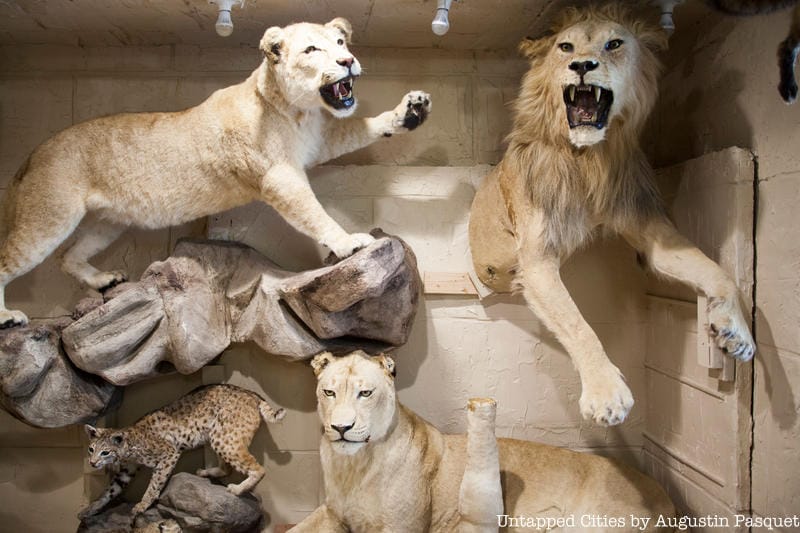 Closing of Torah Animal World Museum in Brooklyn Which Displays Every ...