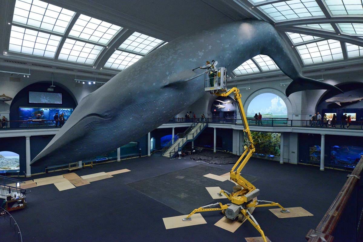 Livestream of the Blue Whale at the American Museum of Natural History ...