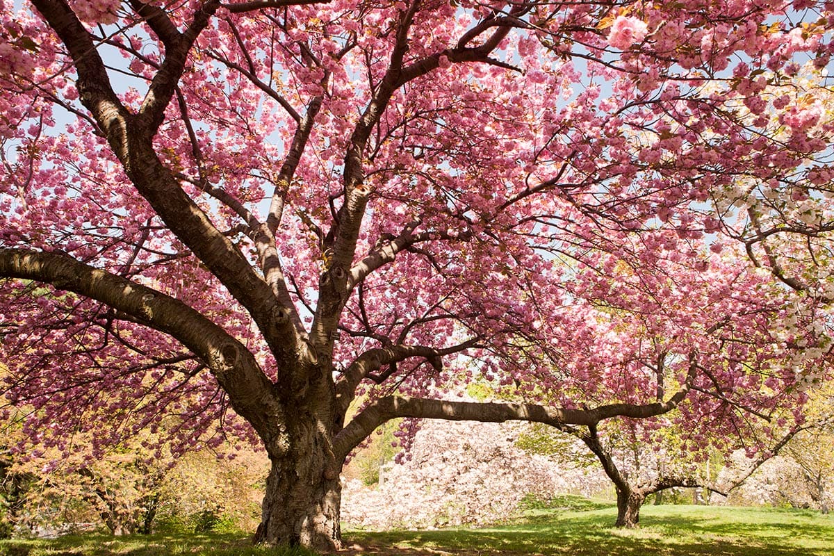 15 Places to See Cherry Blossom Trees in NYC - Untapped New York