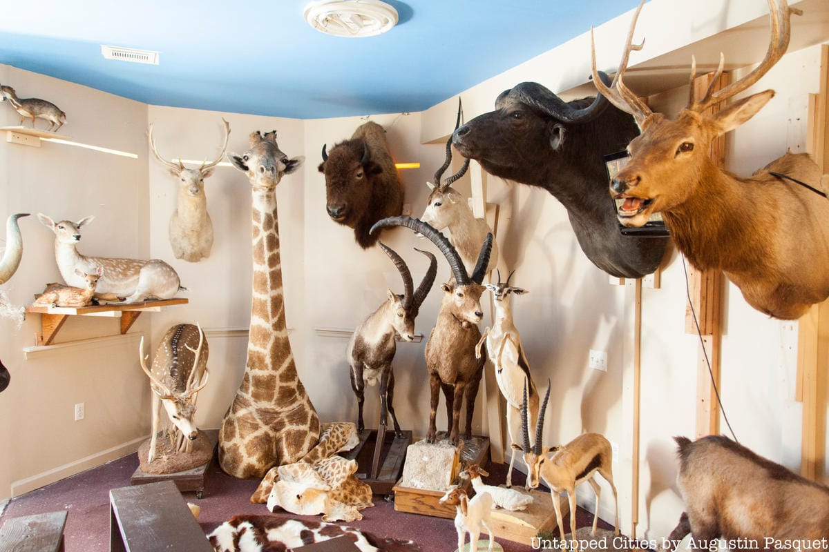 Inside Torah Animal World, NYC's Museum Filled with Taxidermy Creatures ...