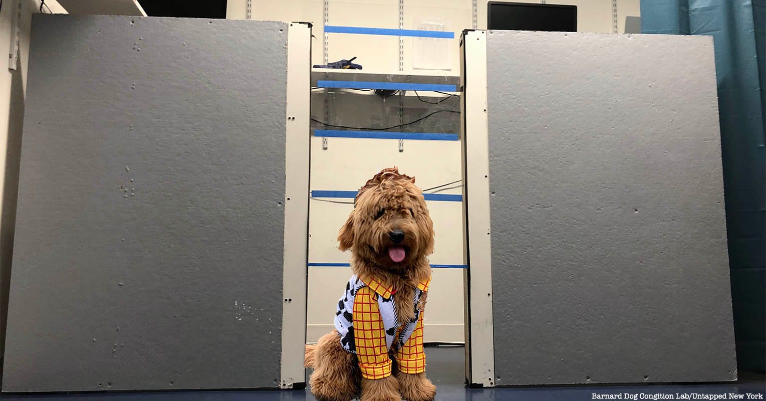 Inside Barnard's Dog Cognition Lab with Dr. Alexandra Horowitz ...