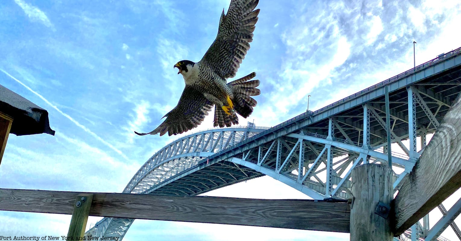 Get an Up Close View of the Bridge Falcons of NYC and New Jersey ...