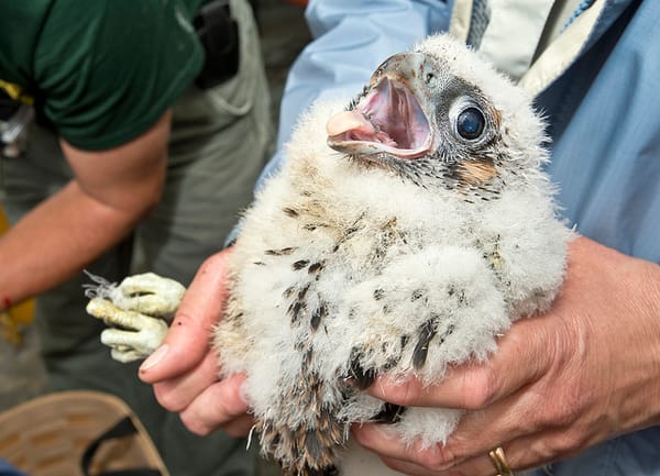 Get an Up Close View of the Bridge Falcons of NYC and New Jersey ...