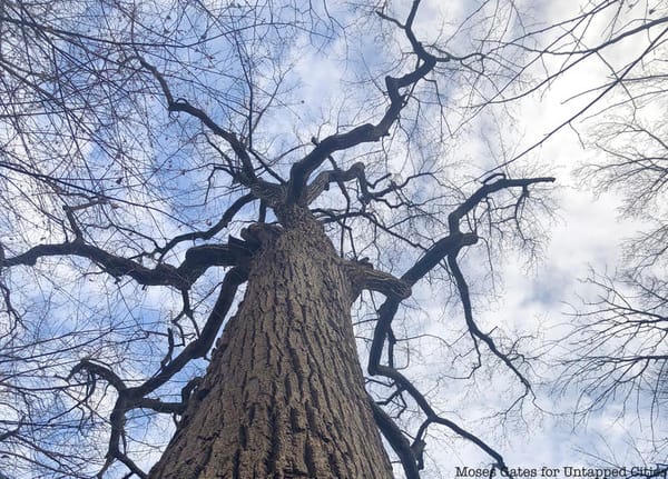 This is the Oldest and Tallest Tree In NYC: The Queens Giant in Alley ...