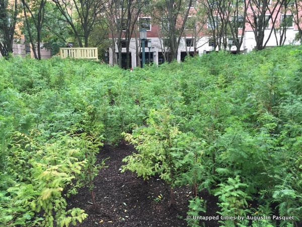 Photos: There's a Mini Redwood Forest in Downtown Brooklyn with 4000 ...