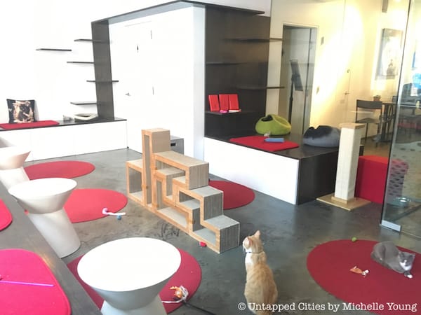 5 Pet Cafes in NYC: Eat, Sip, and Play With Your Furry Friends ...
