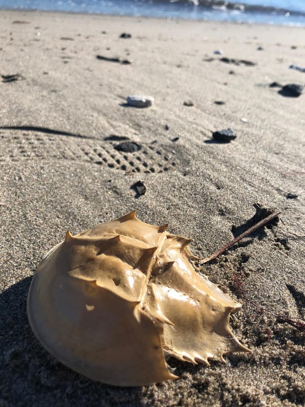 Explore Caven Point in Jersey City, One of the Last Salt Marshes in NYC ...