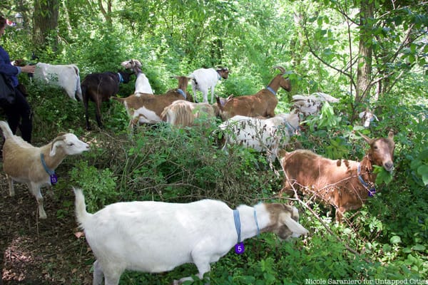 Goats Return to Work at NYC's Riverside Park - Untapped New York