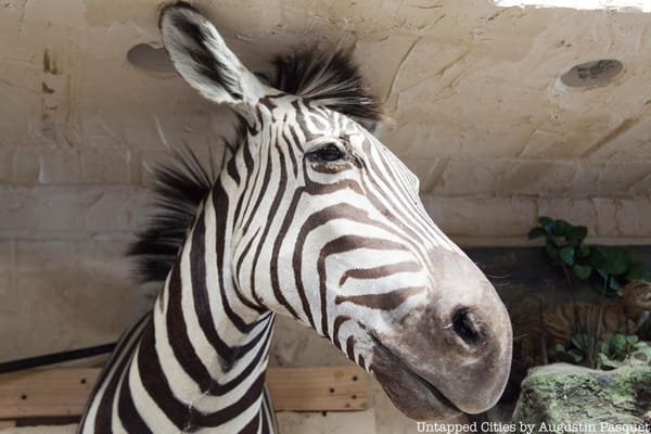 Inside Torah Animal World, NYC's Museum Filled with Taxidermy Creatures ...