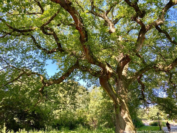 A Guide to Central Park's "Great Trees" - Untapped New York