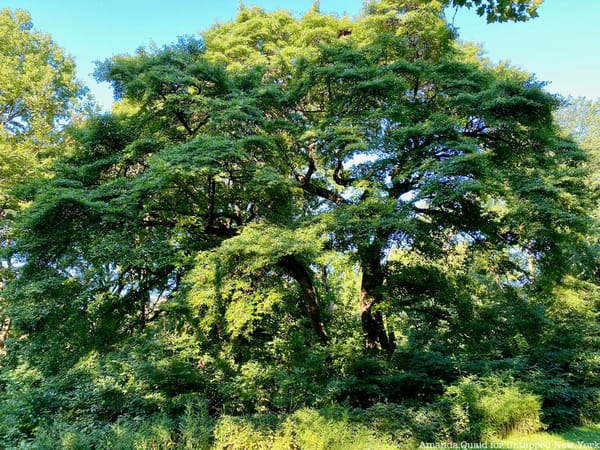 A Guide to Central Park's "Great Trees" - Untapped New York