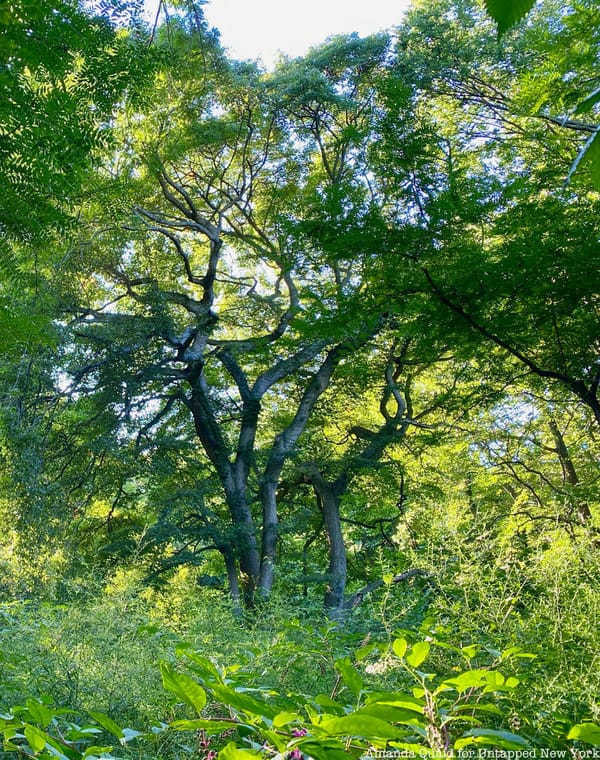 A Guide to Central Park's "Great Trees" - Untapped New York