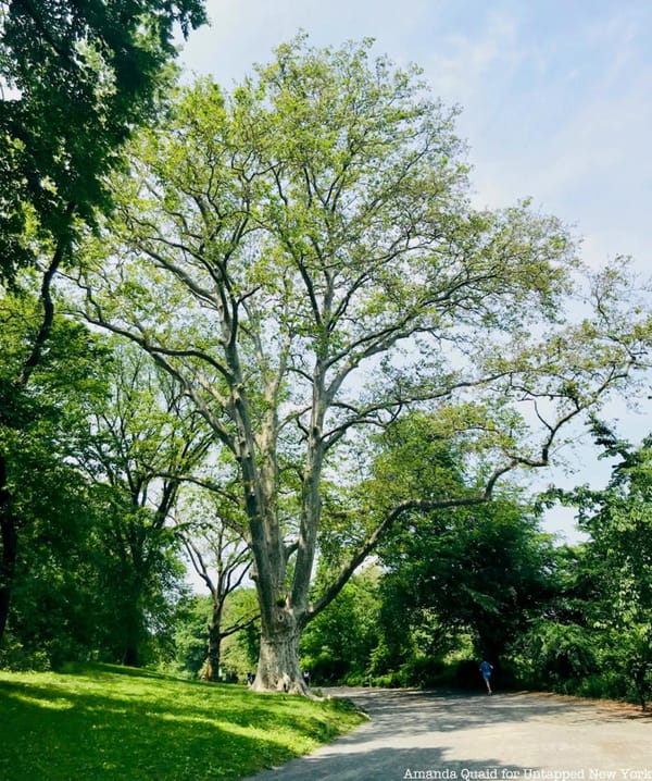 A Guide to Central Park's "Great Trees" - Untapped New York