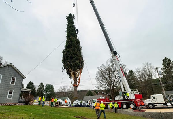 2020 Rockefeller Center Christmas Tree is Cut and Headed to NYC ...