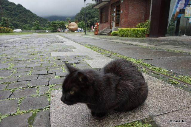Meet 100+ Cats in the "Cat Village" of Houtong, Taiwan, near Taipei ...