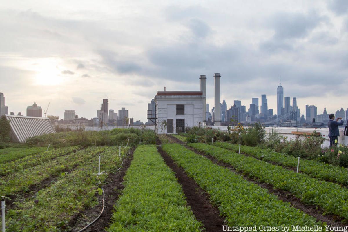 10 of the Most Unique Urban Farms in NYC - Untapped New York
