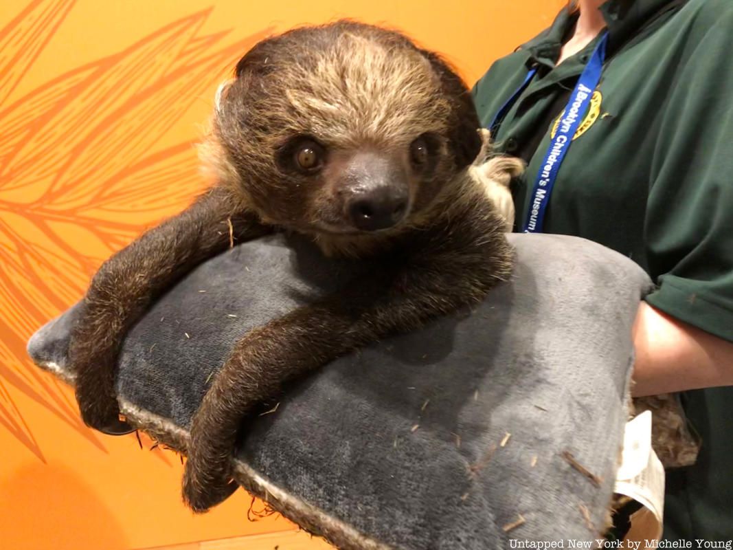 Hang with a Live Sloth at the Brooklyn Children's Museum - Untapped New ...